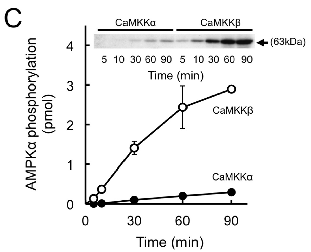CaMKKβ - Muscle